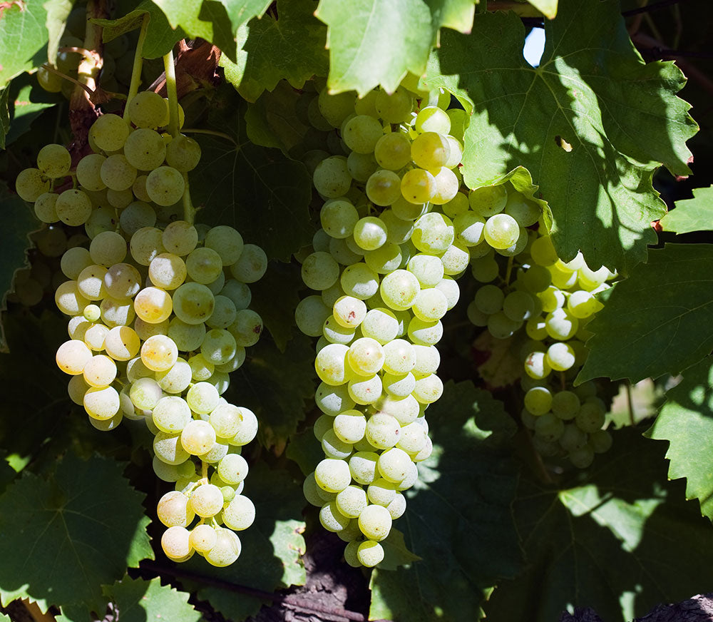 Colloidal Silica – Davison Winery Supplies